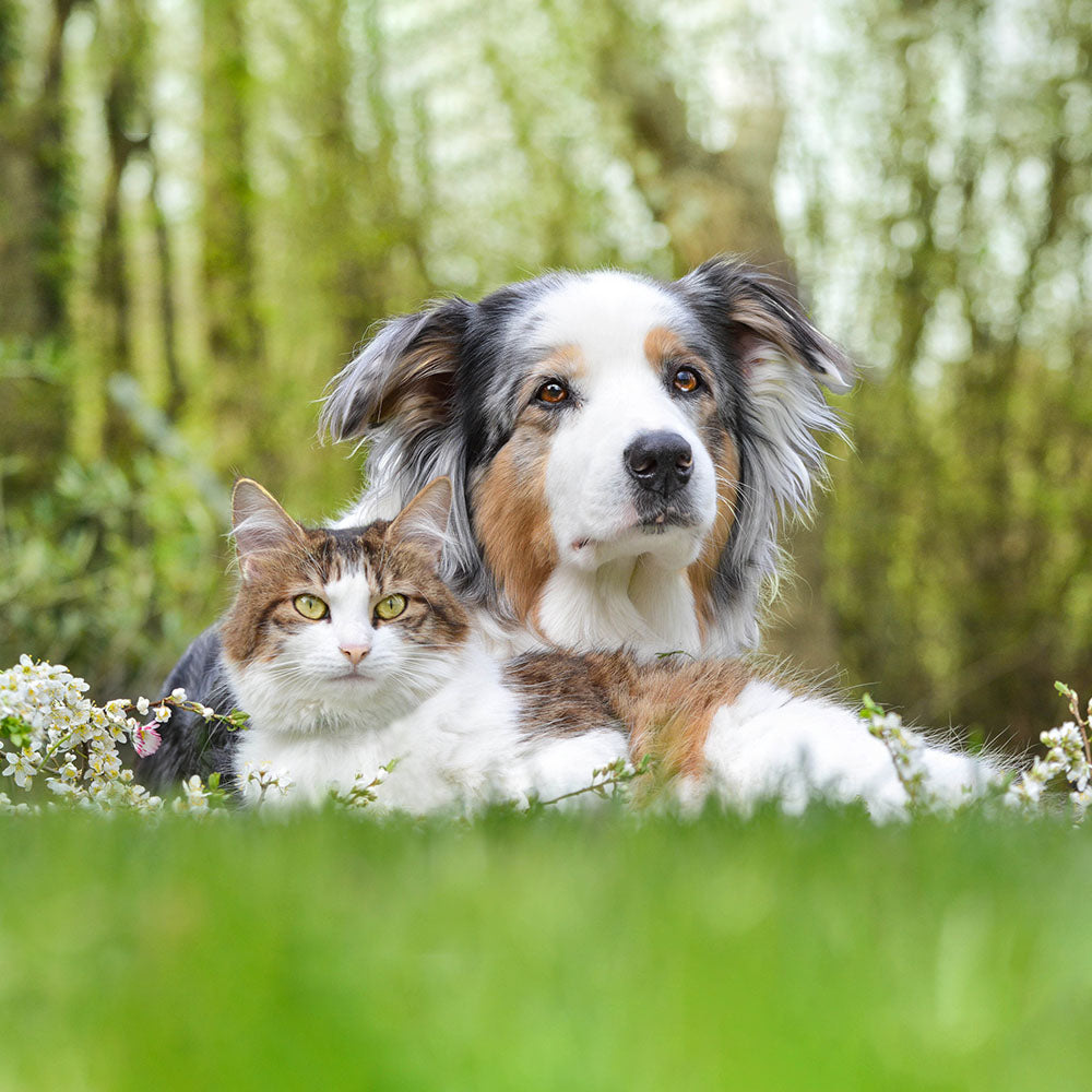 Dog & Cat Grooming / Care Products – Wysong